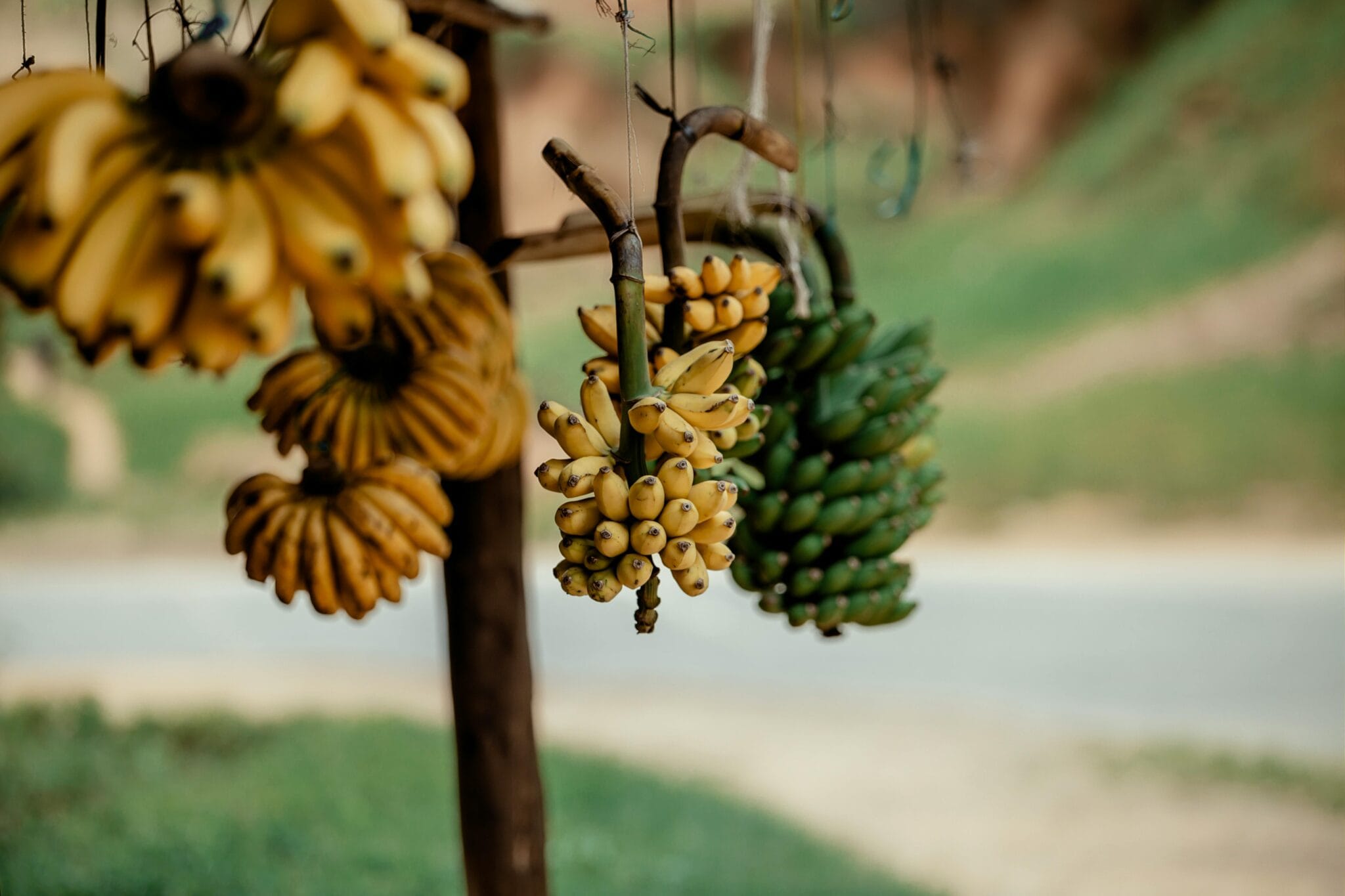 The "Banana Color Code": Why Ripeness Changes Your Metabolism